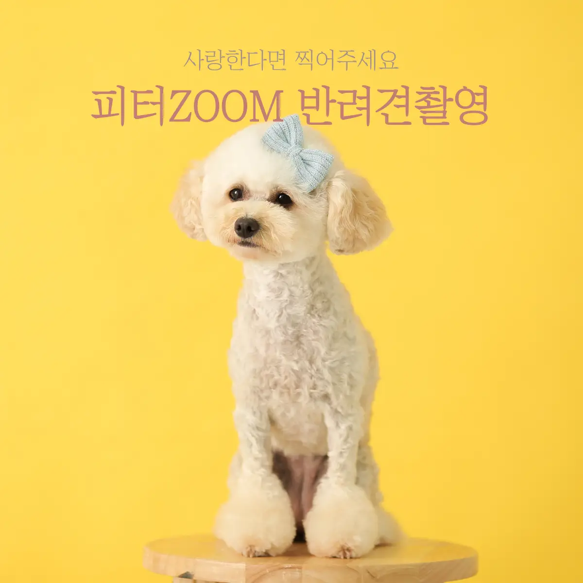 반려견 촬영 아이콘픽쳐스 숨고 숨은고수