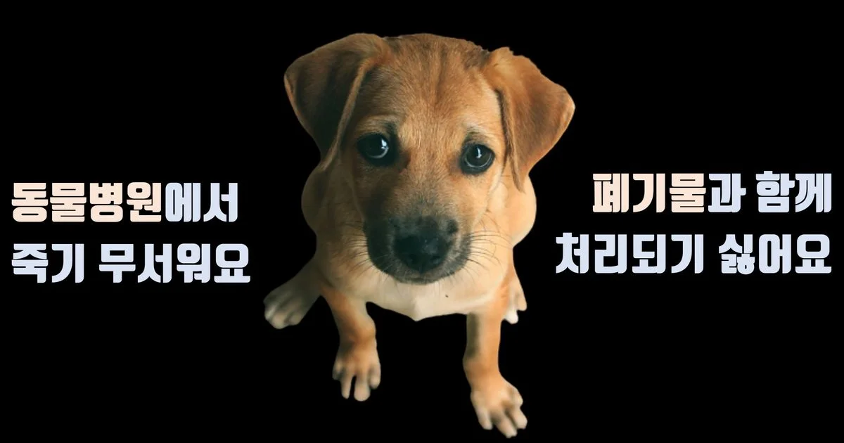 펫상조 사업계획서 쉽게 읽히는 스토리 Ppt 숨고 숨은고수