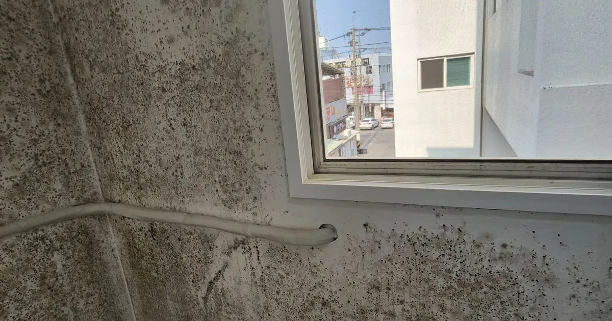 곰팡이 제거 청소하는한총각 숨고 숨은고수