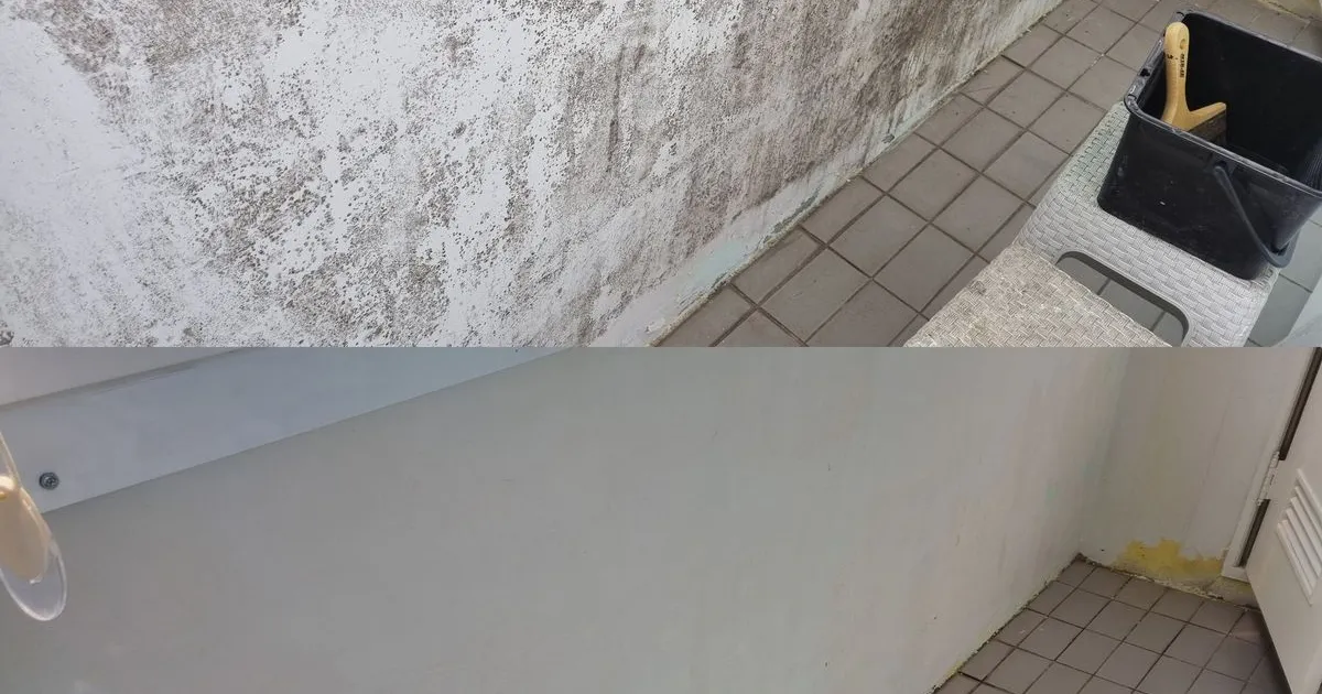 곰팡이 제거 및 살균 소독 도배르만곰팡이 단열 전문 차원이 다른 노하우 숨고 숨은고수