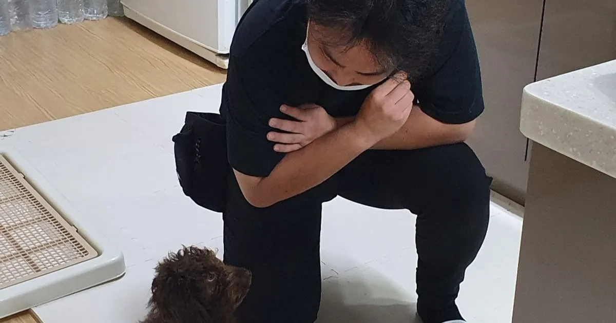 퍼피트레이닝 오윤성 숨고 숨은고수