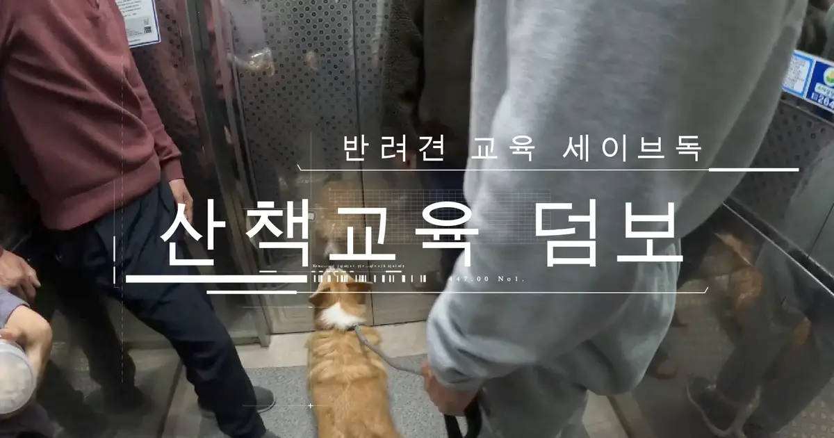 산책시 짖음 교육덤보 세이브독 김종별 숨고 숨은고수