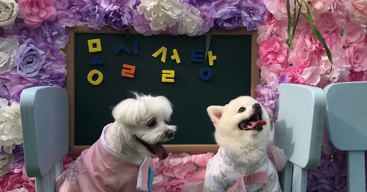 귀여운 댕댕이 체리하우스 숨고 숨은고수