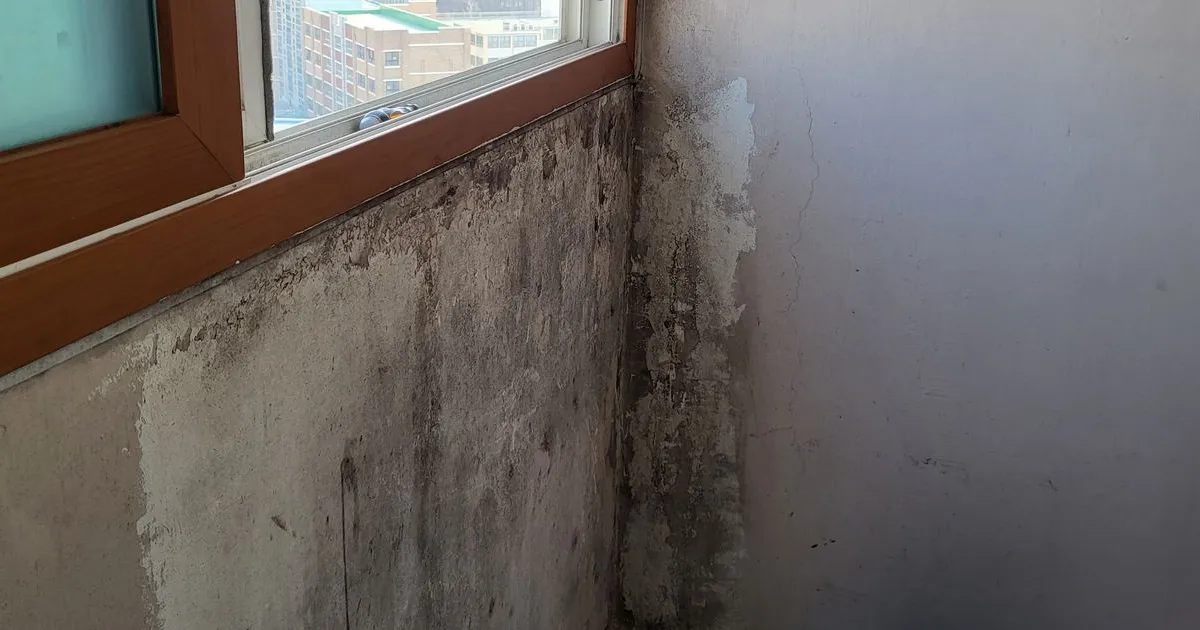 곰팡이 제거 및단열시공 그린메이트 숨고 숨은고수