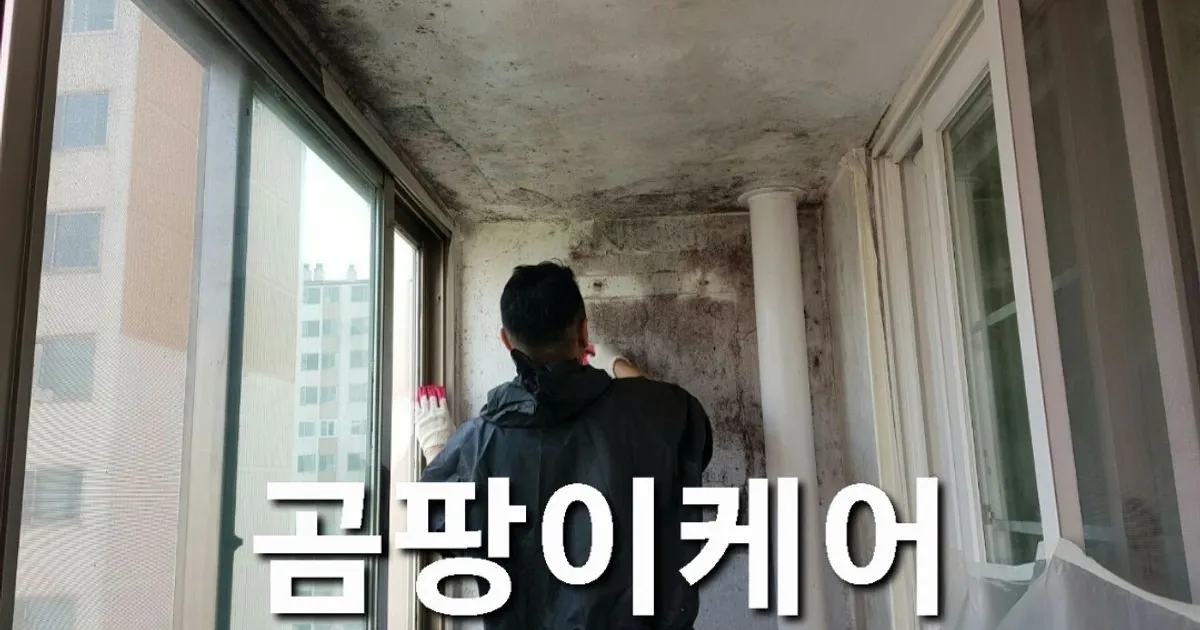 곰팡이 제거 특수벽지 곰팡이 케어 숨고 숨은고수