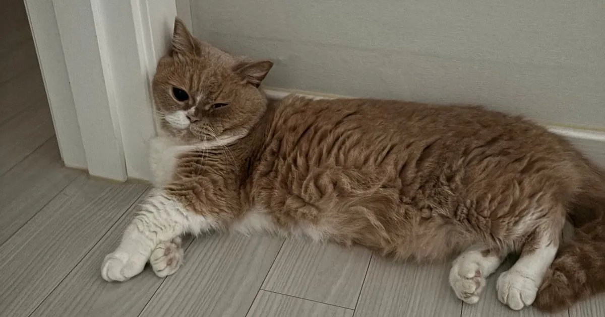 고양이 돌봄 박혜령 숨고 숨은고수