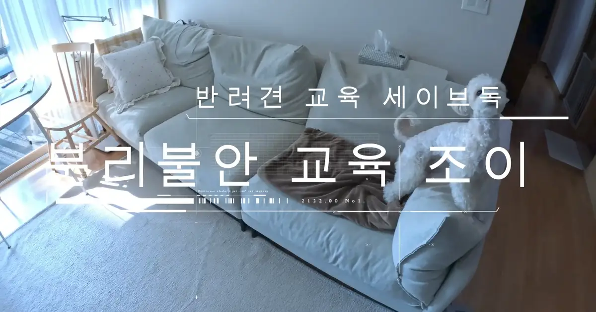 분리불안 짖음 교육 조이 세이브독 김종별 숨고 숨은고수