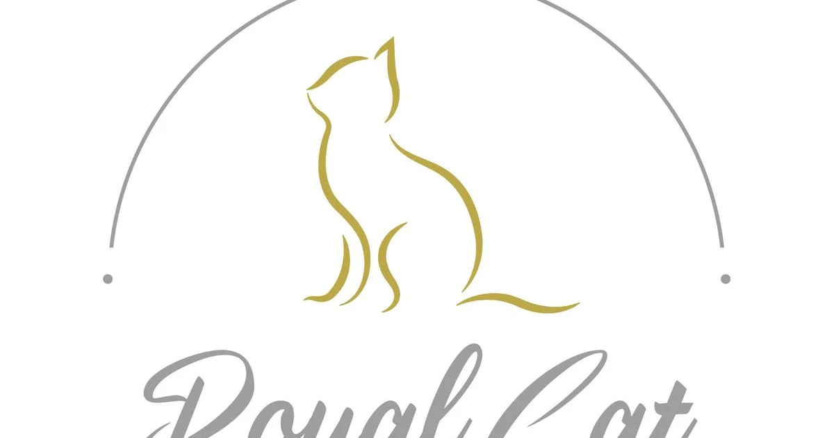무마취 고양이 미용 로얄캣 숨고 숨은고수