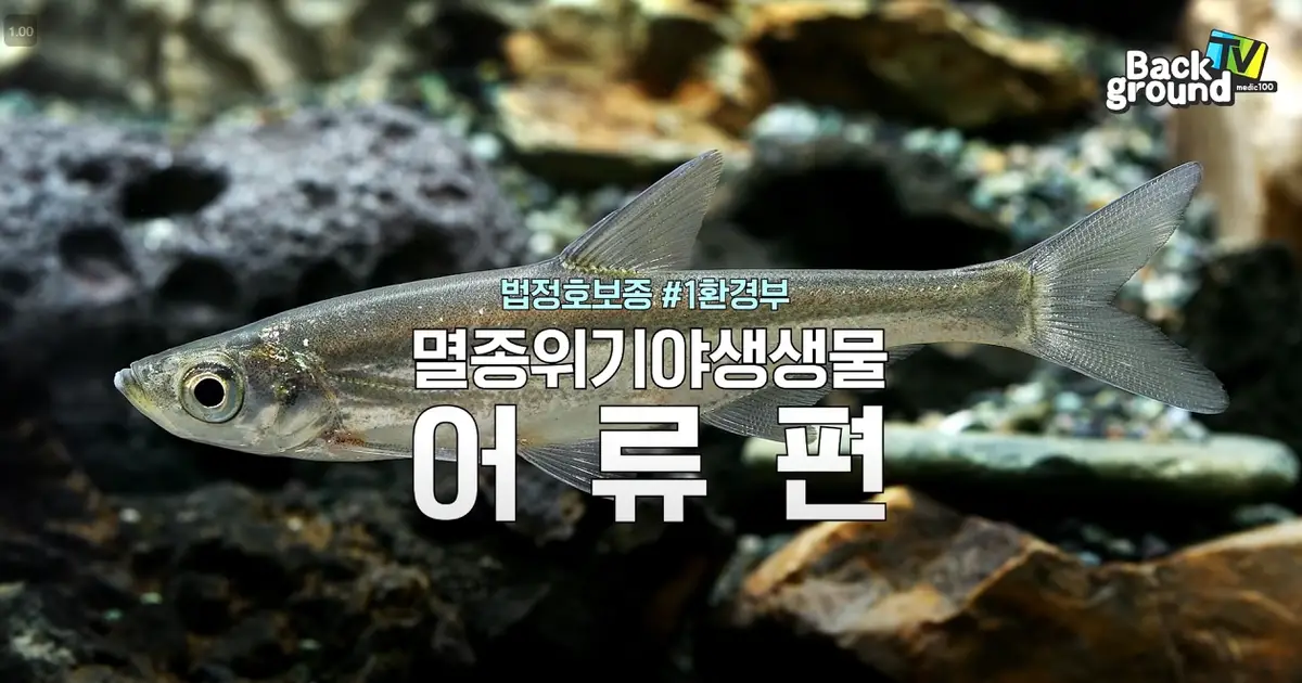 백그라운드tv 모션그래픽 지원 및 인트로 영상 제작 Joshua 숨고 숨은고수