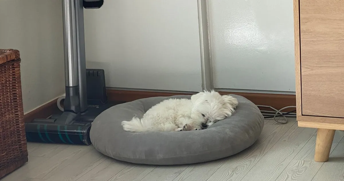 연수구 마요 러브독트레이닝 숨고 숨은고수