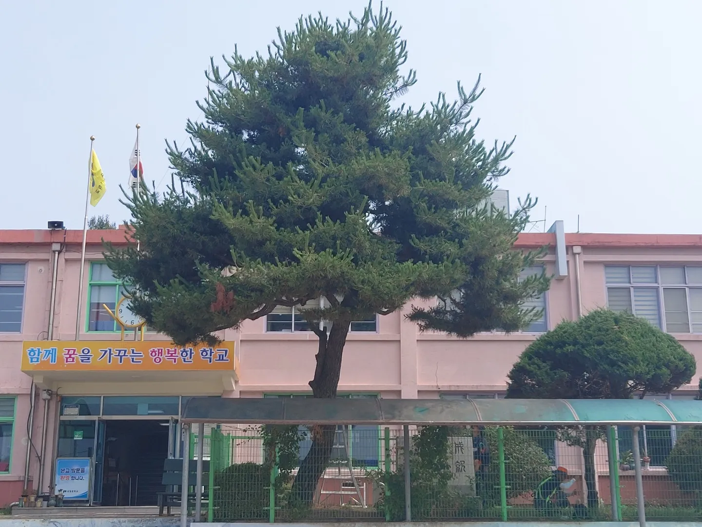 소나무 전지 작업 전후 비교사진 이창호 숨고 숨은고수