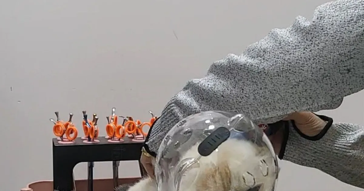 고양이 미용 고양이 미용사 숨고 숨은고수