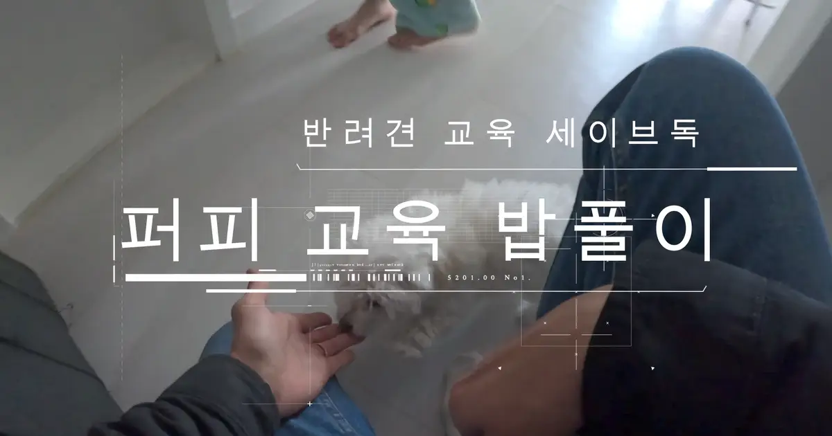 퍼피 교육 밥풀이 세이브독 김종별 숨고 숨은고수