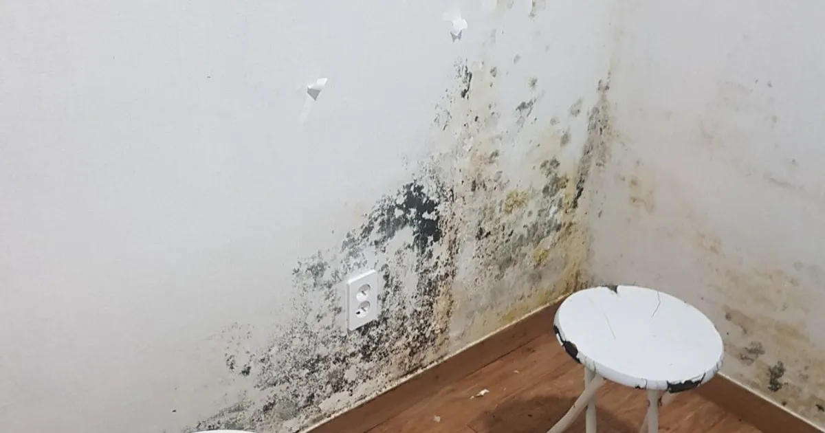 누수인지 결로인지 몰라서 5년간 매년 도배만 해오신 누수의 달인 누수 사냥꾼 숨고 숨은고수
