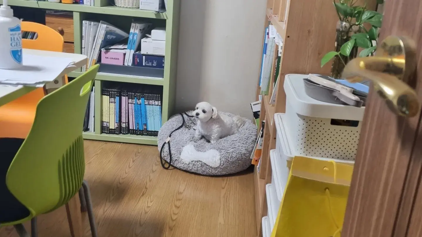 다른 강아지와의 사회성과 짖음 교육 김주영 숨고 숨은고수