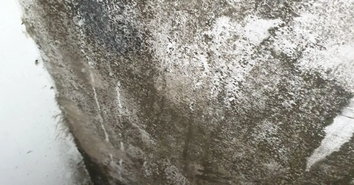 곰팡이 양팀장 매직클린케어곰팡이전문 숨고 숨은고수