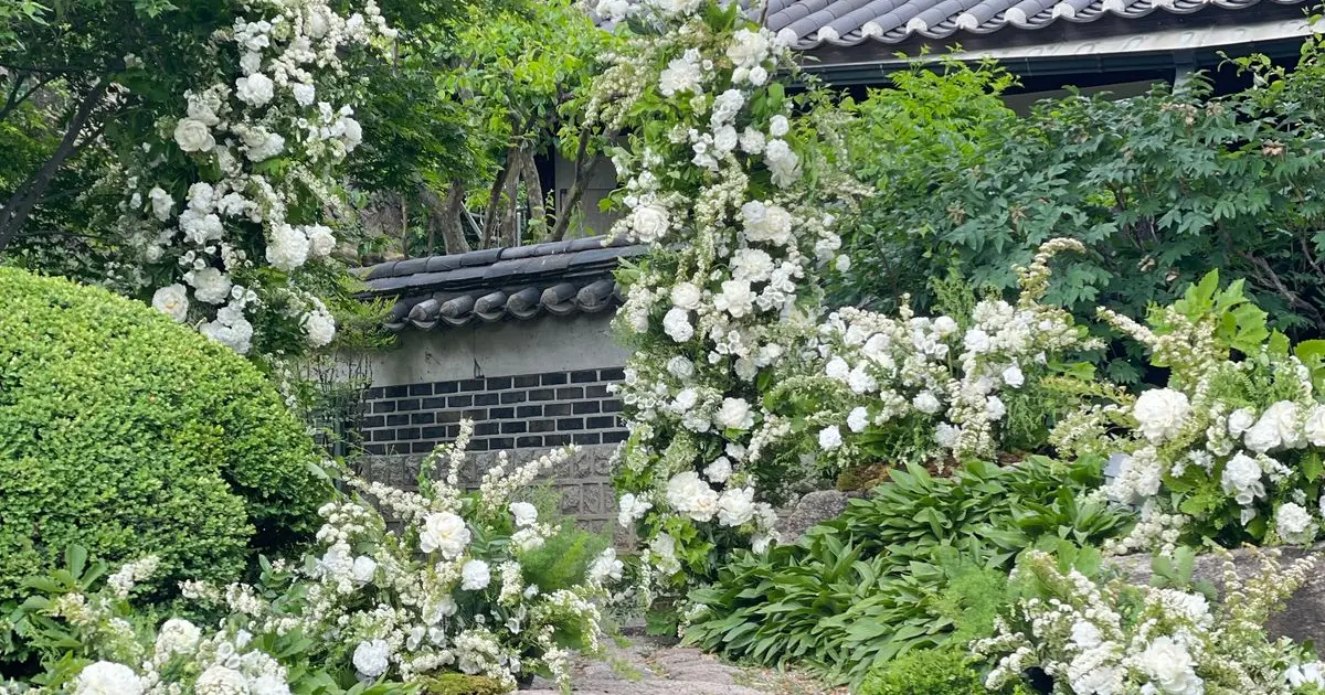 웨딩 백보람 숨고 숨은고수