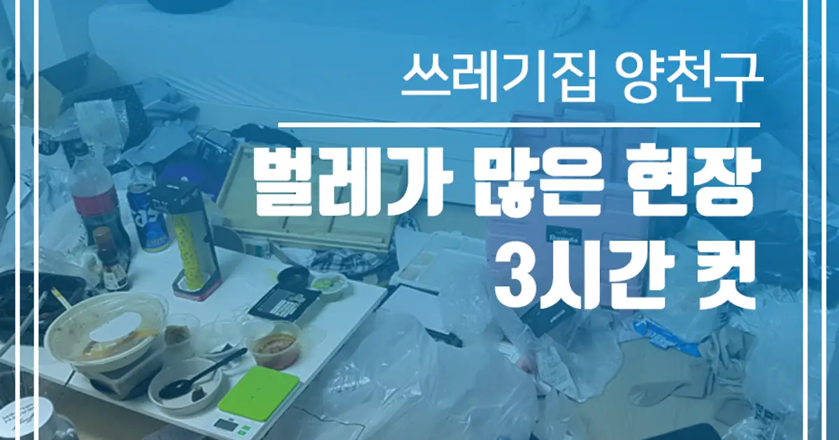 양천구 벌레퇴치 포함 쓰레기집 청소 봄봄의 정리 숨고 숨은고수