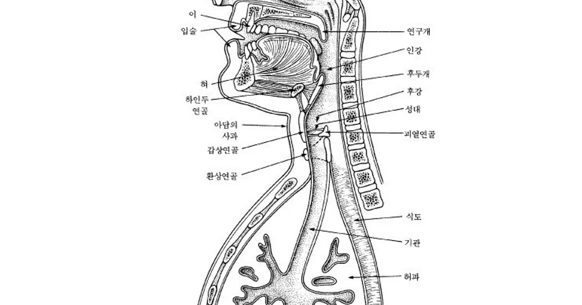 발성법 박성근 숨고 숨은고수