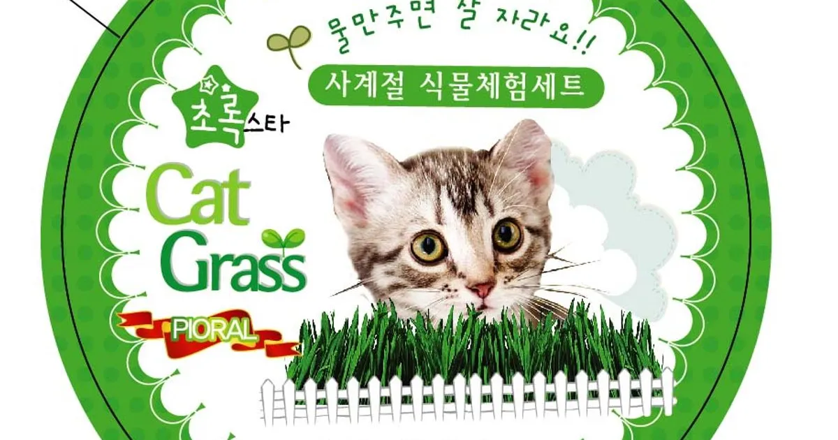 캣츠그라스 케이스 디자인 양실장 숨고 숨은고수