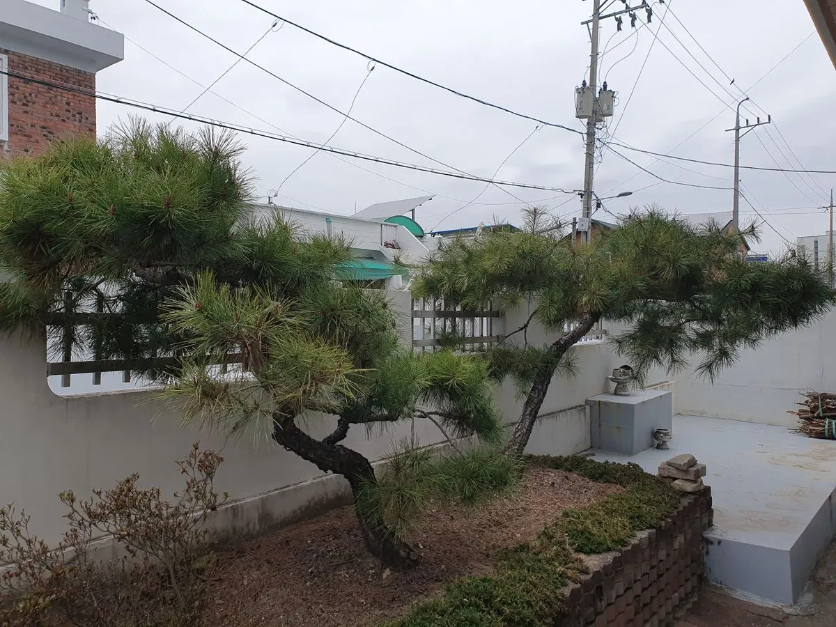 소나무 전지작업 태양조경산업 숨고 숨은고수