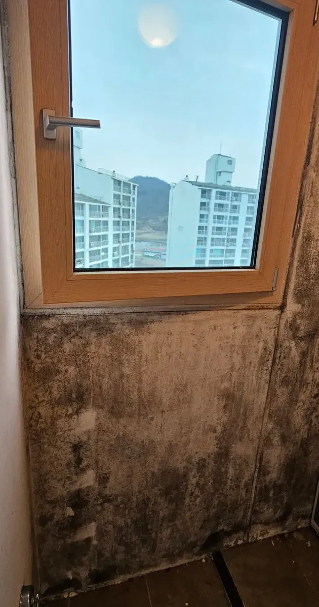 곰팡이 제거후 수성 친환경 페인트 시공 혜람페인트 숨고 숨은고수