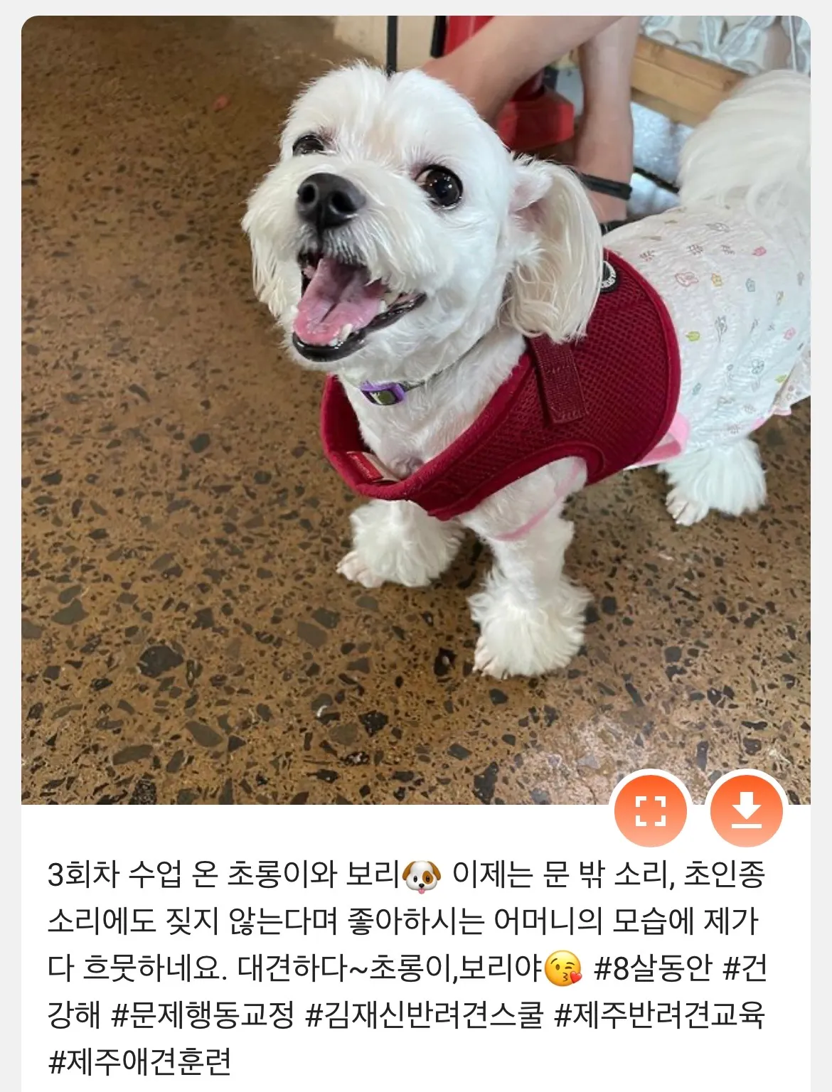 🌱교육 후기🌱 제주 독 트레이닝 센터 숨고 숨은고수