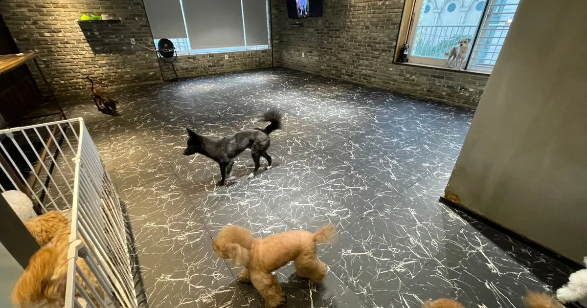 애견유치원 시공포토 아트월 구역 정교 시공 층간소음매트 시공매트 전문 노라돈매트 숨고 숨은고수
