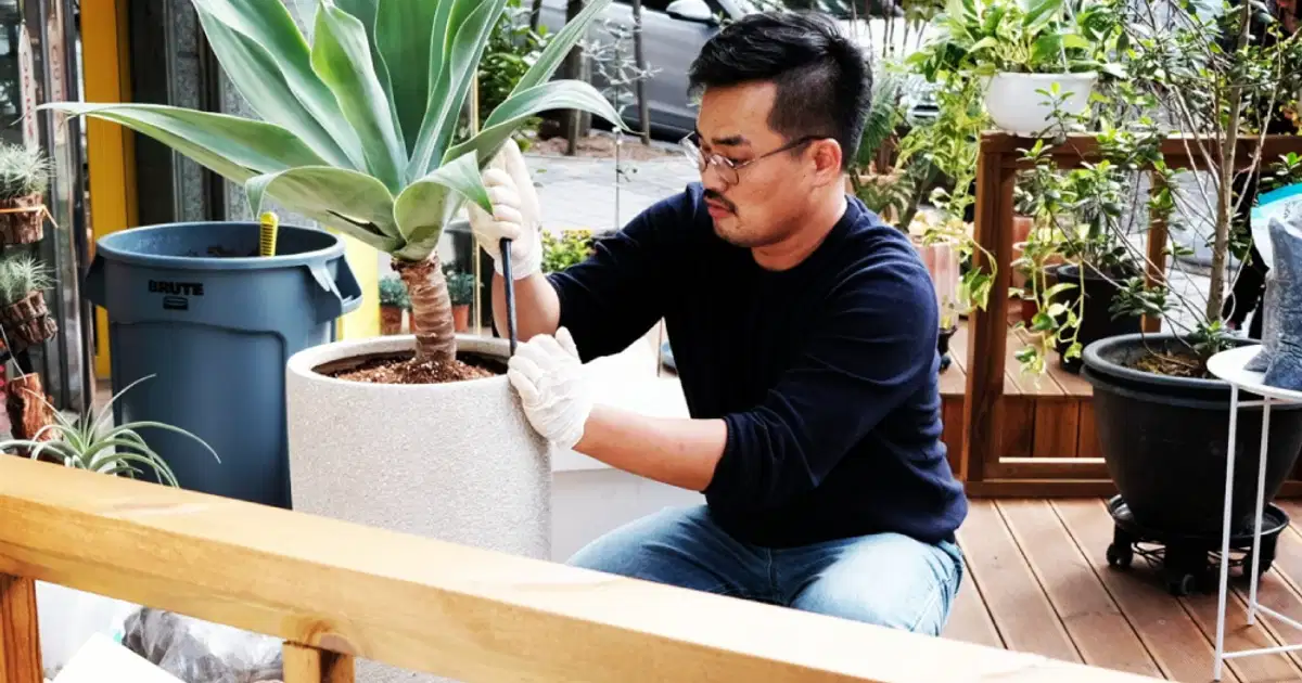 출장분갈이 식물비서 싱고 숨고 숨은고수