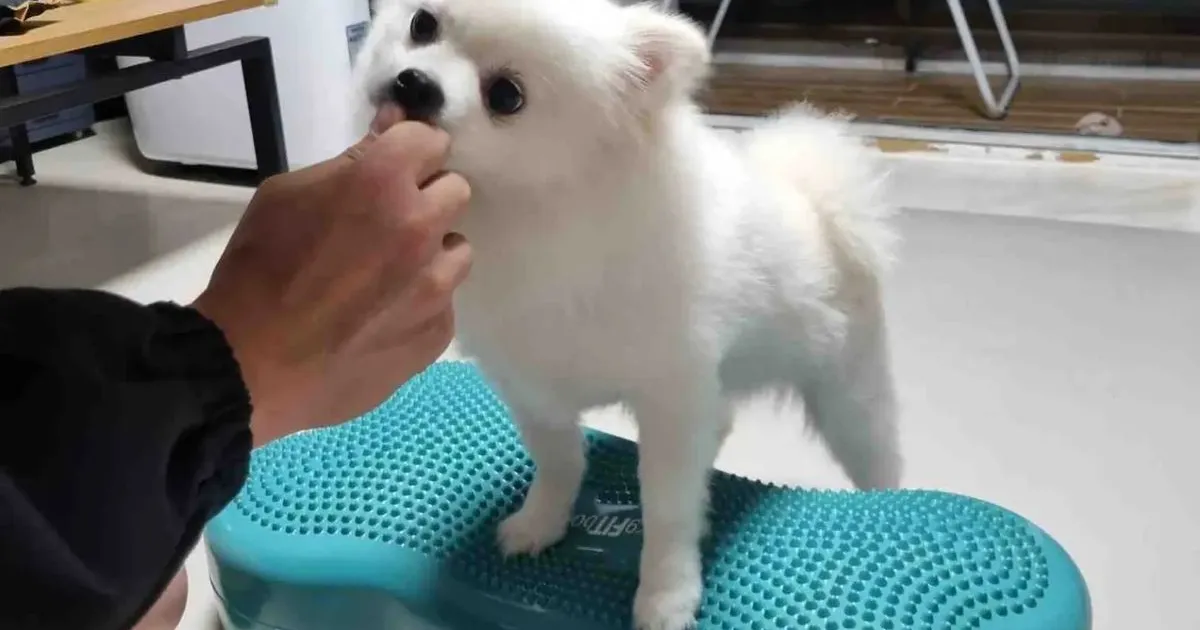 광안리 포메라니안 짖음교육 김주영 숨고 숨은고수