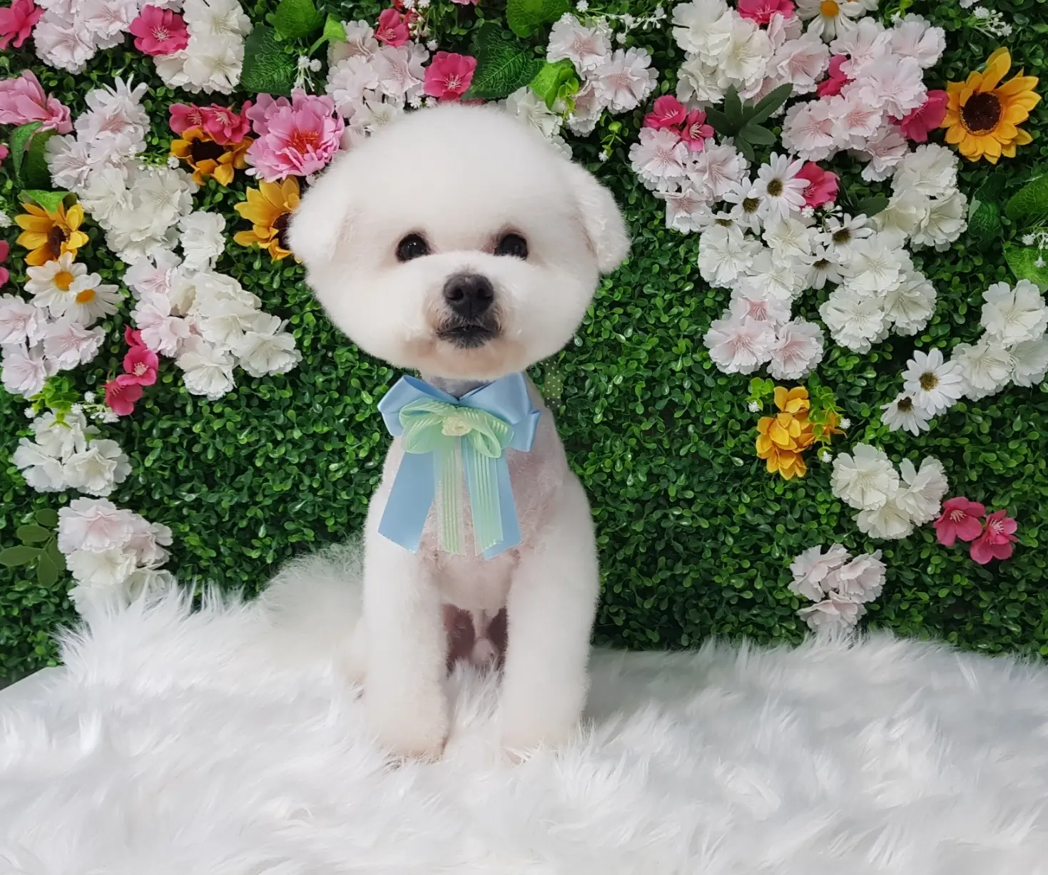 펫미용 이지윤 숨고 숨은고수
