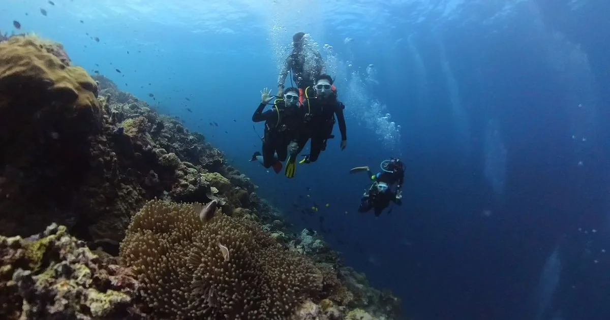 세부센터 해양실습 강병수 Enjoydive 숨고 숨은고수