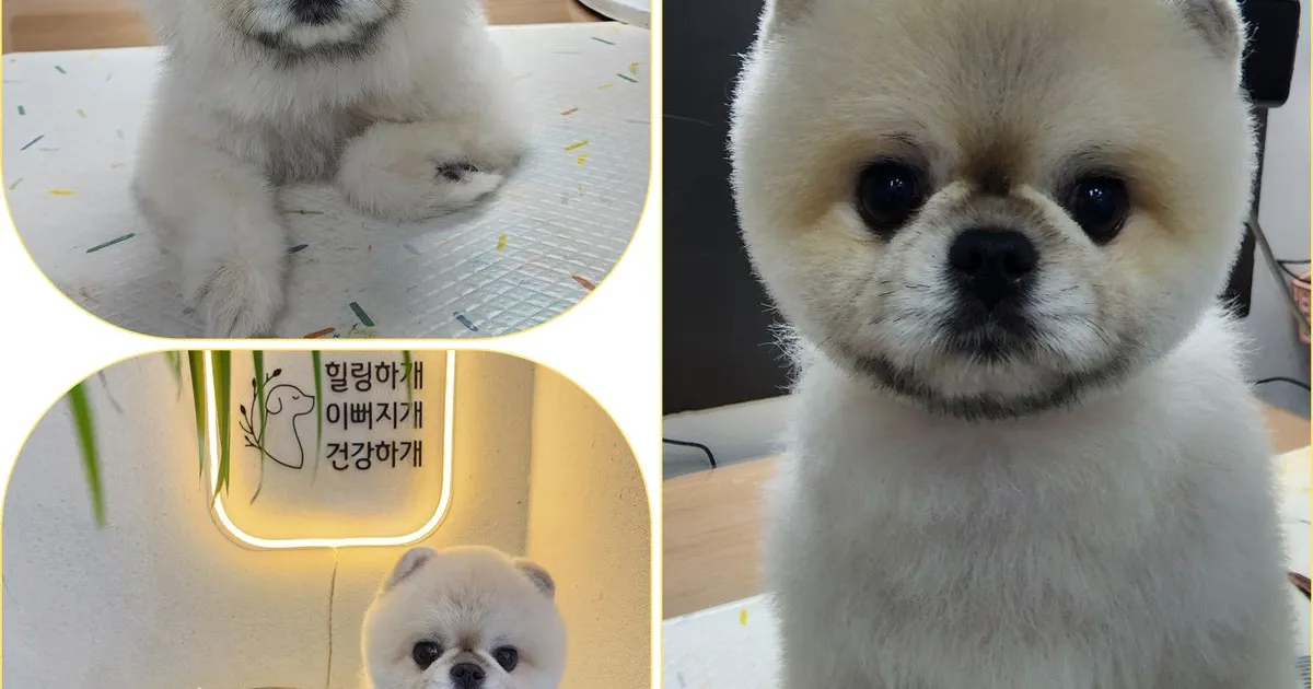 포메위생미용목욕얼굴 숲속애견샵 숨고 숨은고수