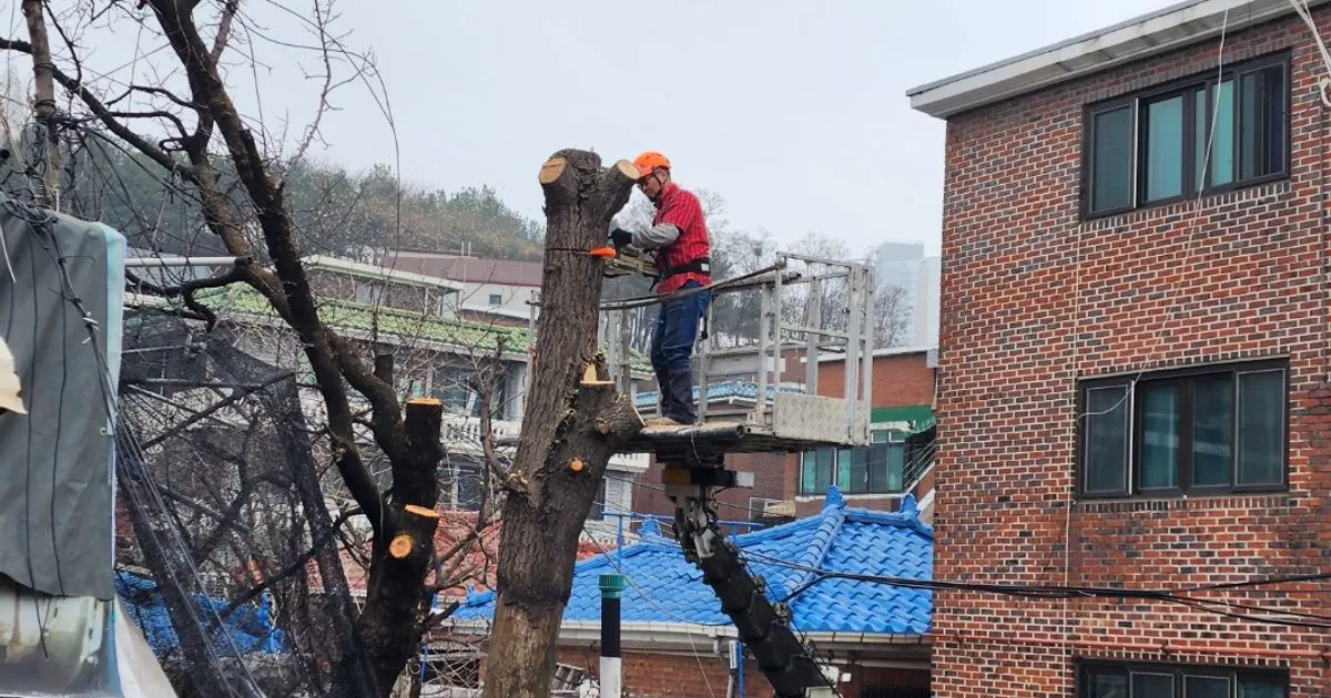 은행나무 벌목해체 대형수목 벌목공사 피해수목 제거작업 홈스텍처조경수목관리예초전문 숨고 숨은고수
