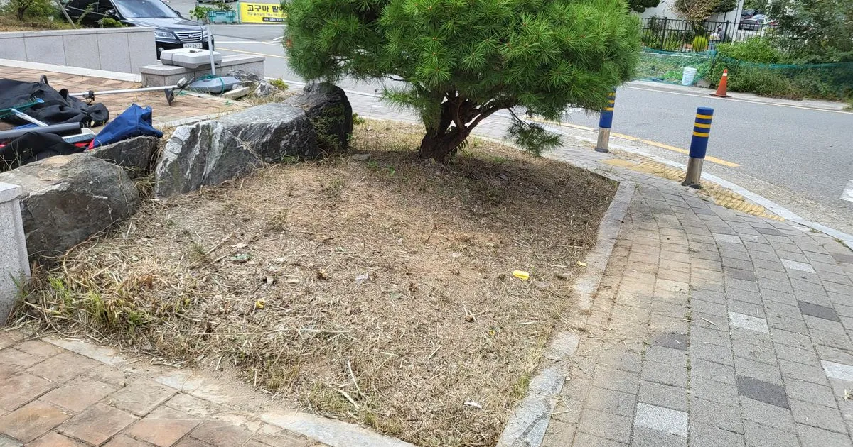 아파트 화단 벌초대행 울산벌초대장 숨고 숨은고수