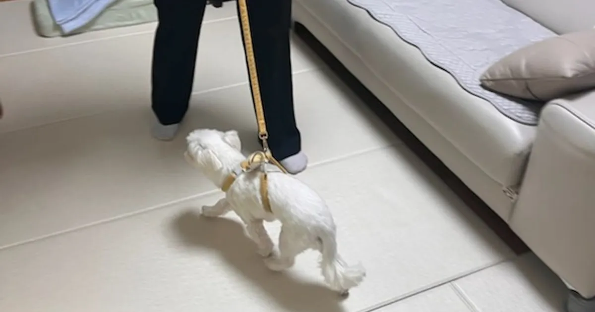 잘 알려주시고 분리불안에 대한 설명도 잘해주셨습니다 앞으로 알려주신대로 잘 훈련해보겠습니다 숨고 숨은고수