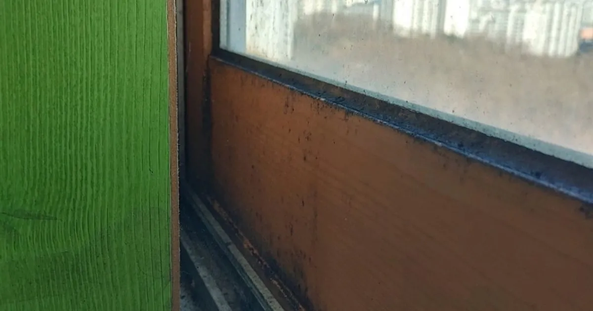 워낙 오래된집이었는데 그래도 창틀청소랑 곰팡이가 많이제거되었어요 제가원하는데로 잘해주셔서 만족합니다 숨고 숨은고수