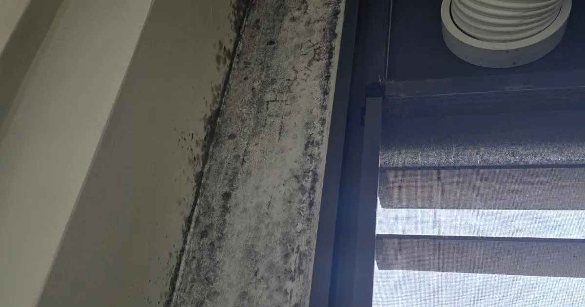 겨울 지나고 결로로 실외기실이 곰팡이로 난리가나서 급하게 요청드렸는데 예약도 금방잡아주시고 청소도 눈 깜짝 할 새 금방 마치셨어요 아주 깨끗해졌습니다 숨고 숨은고수