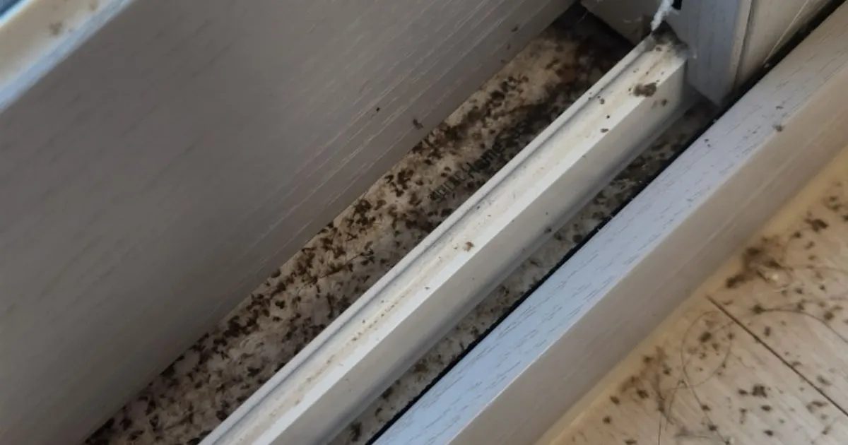 상담사분 청소팀장님 모두 정말 친절하시고 청소도 정말 꼼꼼하게 잘해주시고 너무너무 만족스러웠습니다 정말 감사합니다