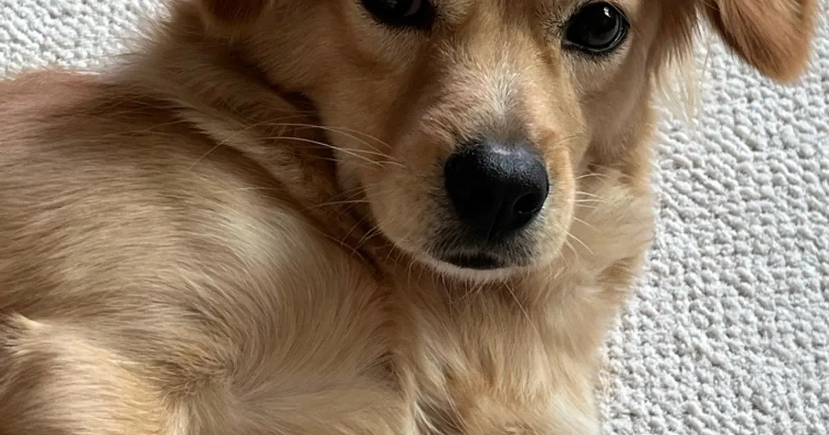 산책 줄당김이 심해서 이미 2번의 훈련을 받았고 교정되지 않아서 많이 힘들었는데 훈련사님을 만나보니 교육 할때부터 다른 분들과는
