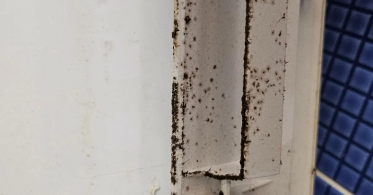 정말 전세입자가 끔찍하게 사용했던 에어컨 새제품으로 재탄생했습니다 상담도 친절하시고 무엇보다 완전꼼꼼하게 청소해주셨어요 최곱니다