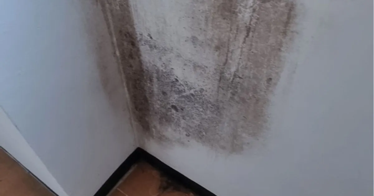 고민되었던 곰팡이와 자국들 너무 세심하게 잘 지워주셨어요 너무 만족스럽고 다음에 이사하면 또 이용할게요😊 숨고 숨은고수